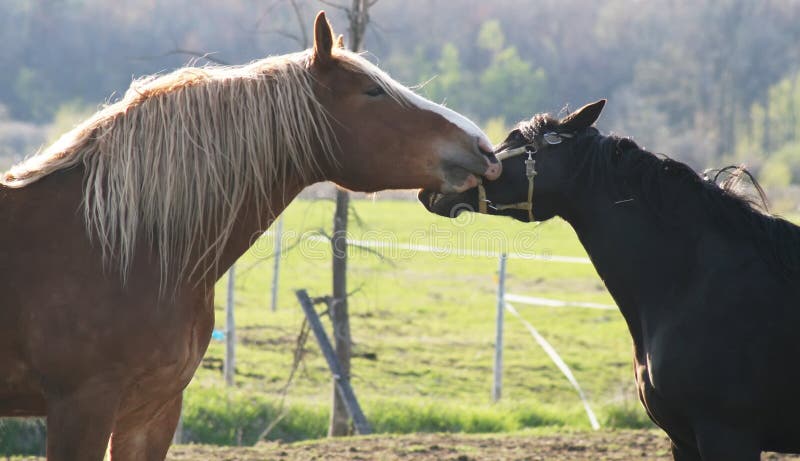 Horse Play stock photo. Image of cowboy, brown, equestrian - 10317608