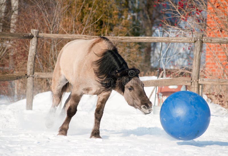 Horse playing football stock image. Image of hoofed, horse - 27973197