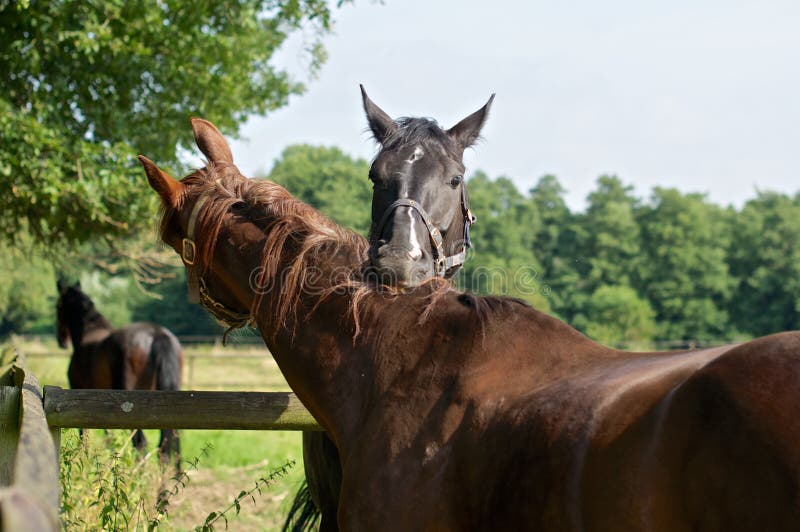 Horse playing stock photo. Image of wildlife, playing - 34544528
