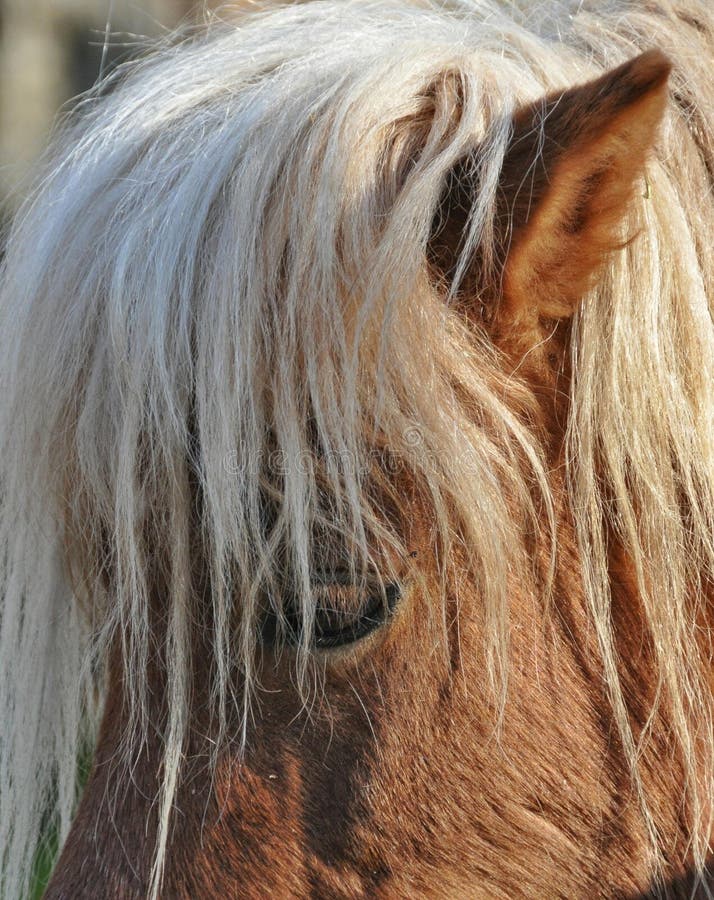 Horse pony stock photo. Image of cade, horsehead, horse - 53068022