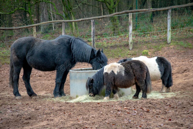 A horse and a pony eating stock image. Image of nature - 241361457