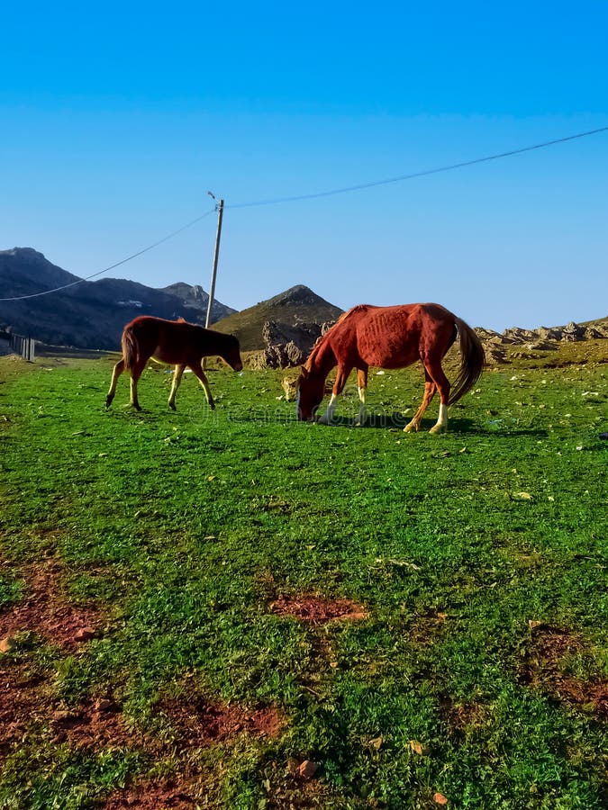 Horse and Pony Eating on Top of the Mountain Stock Image - Image of ...