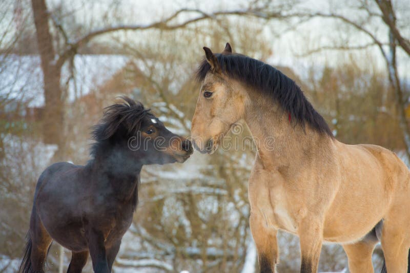 Friendly pony stock photo. Image of closeup, country - 13795848