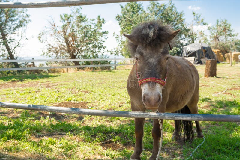 The Horse Pony in the Paddock Stock Photo - Image of italy, relax: 55881422