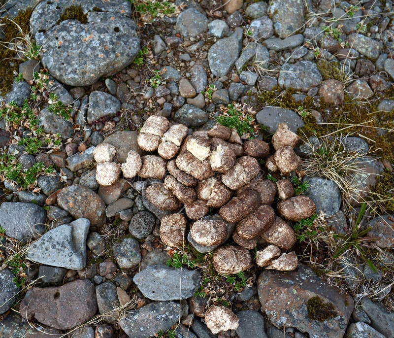 Horse poo stock image. Image of pile, animal, horse - 146724019