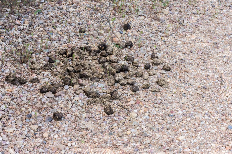 Horse poop on the way stock photo. Image of leon, castilla - 148115812