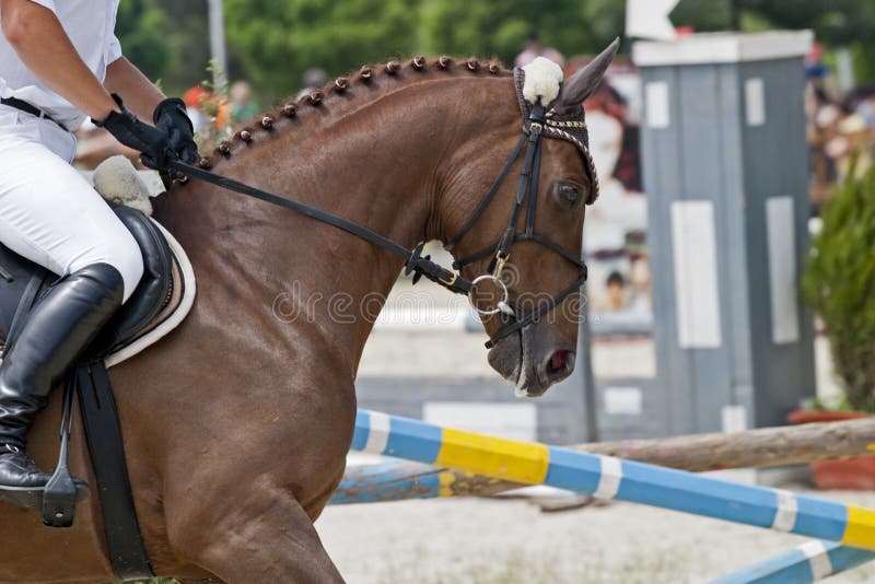 Portrait of a Horse at a Equitation Contest Stock Photo - Image of ...