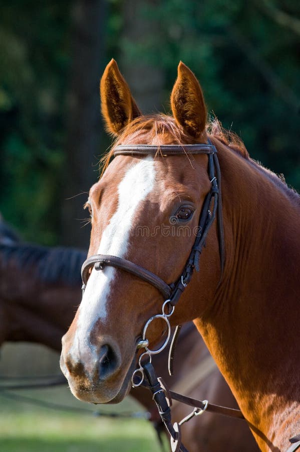 59+ Sorrel horse head Free Stock Photos - StockFreeImages