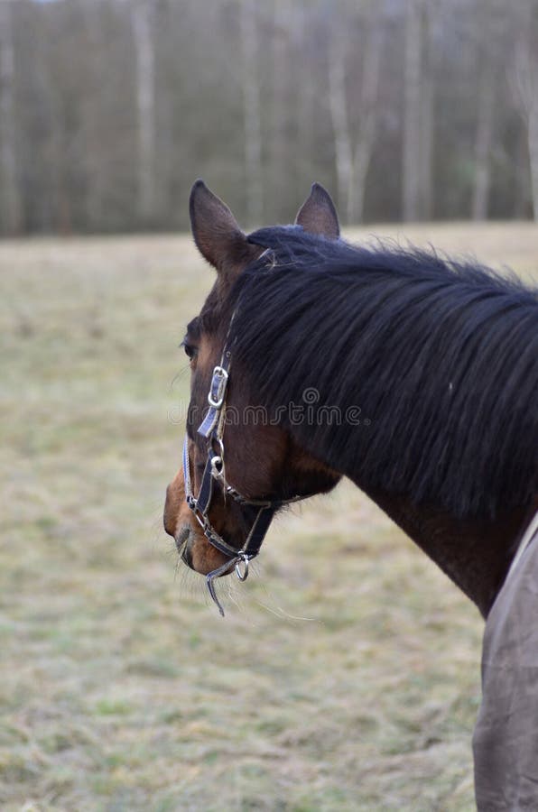 Horse Portrait, from Back View Stock Photo - Image of mare, horse ...