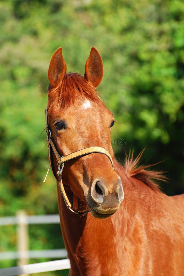 Chestnut horse portrait stock image. Image of farm, herbivorous - 26716793