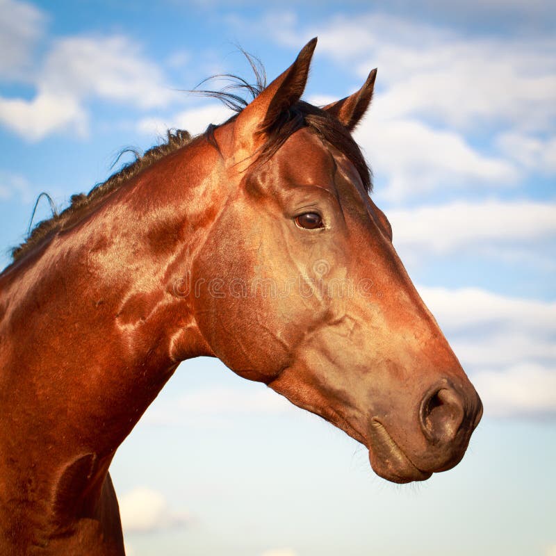 Big red horse head stock photo. Image of field, grass - 25924850