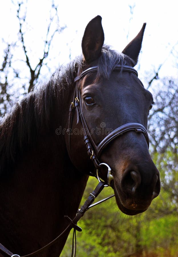 Horse stock photo. Image of snout, bridle, eyes, stallion - 66838994
