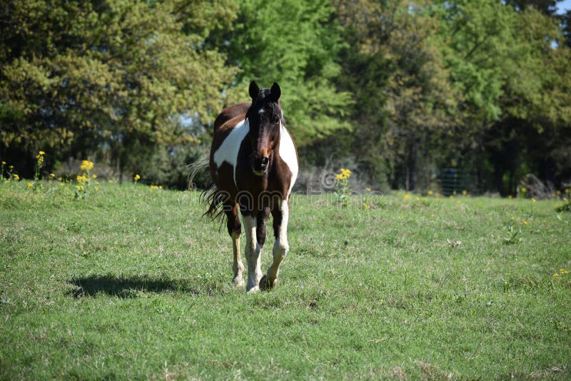 Horse Portrait in an Open Field Stock Image - Image of colour, mare ...