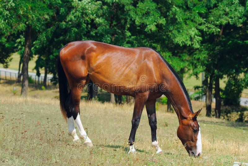 Horse on the posture stock image. Image of equus, equitation - 13777795
