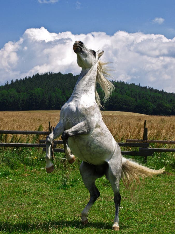 Horse power stock photo. Image of fierce, horse, stallion - 6808612