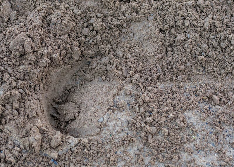 Horse Print in the Dirt stock image. Image of preparation - 143513821