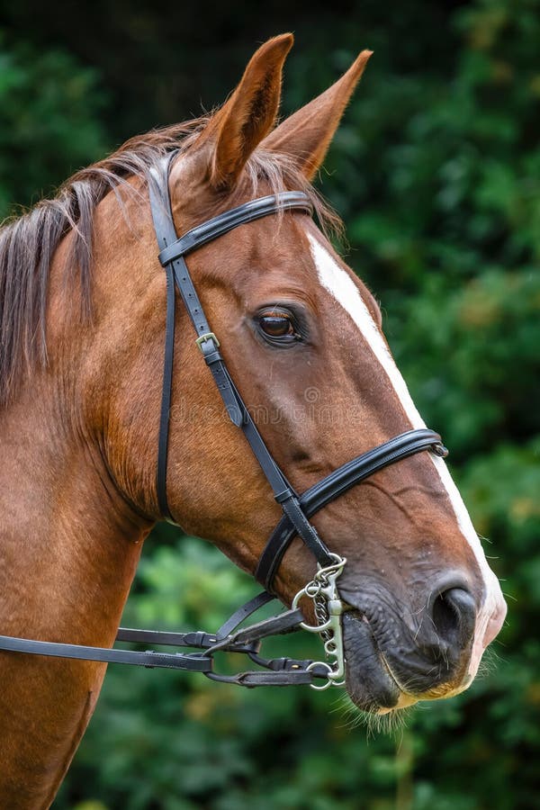 2,627 Horse Side Profile Stock Photos - Free & Royalty-Free Stock ...