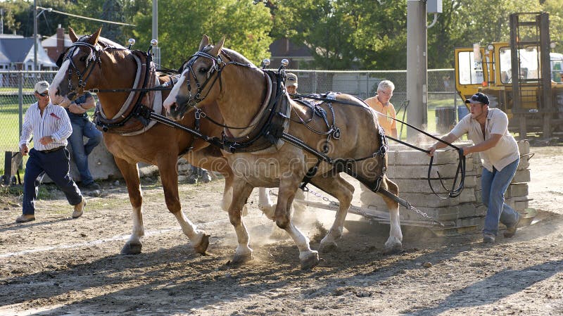 Horse Pulling Competition editorial photography. Image of farmers ...