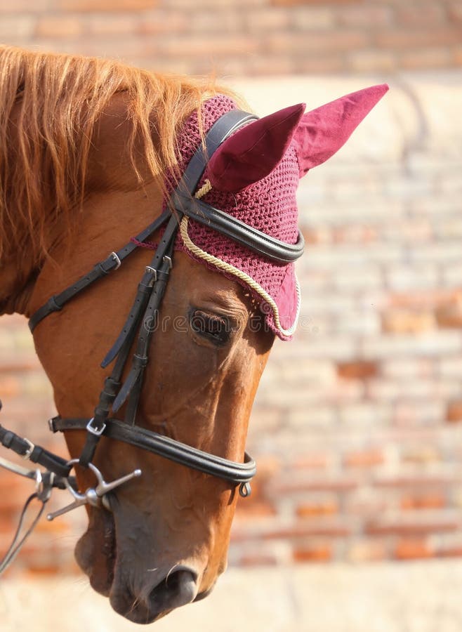 Horse with Purple Cap on the Mane Stock Photo - Image of mane, brown ...
