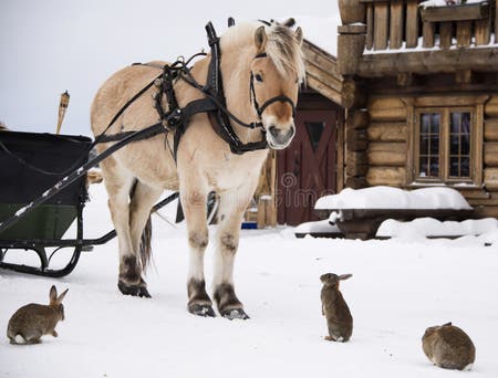 Horse and rabbits stock image. Image of friendly, fjording - 37735631