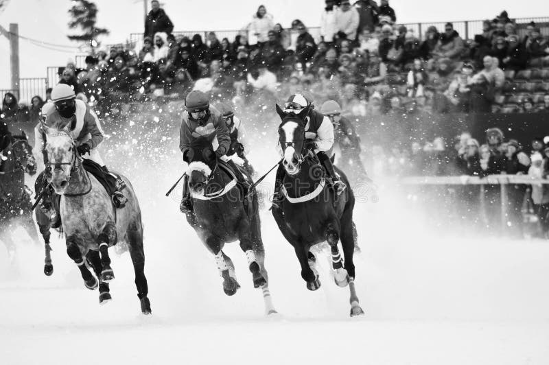 White turf editorial stock photo. Image of race, horse - 117709613