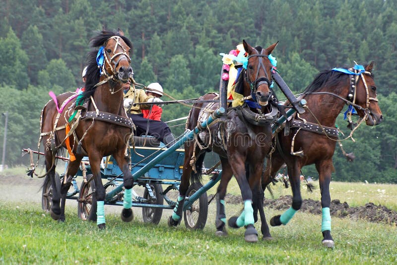 Four Horse Team stock image. Image of animal, harness - 2165929