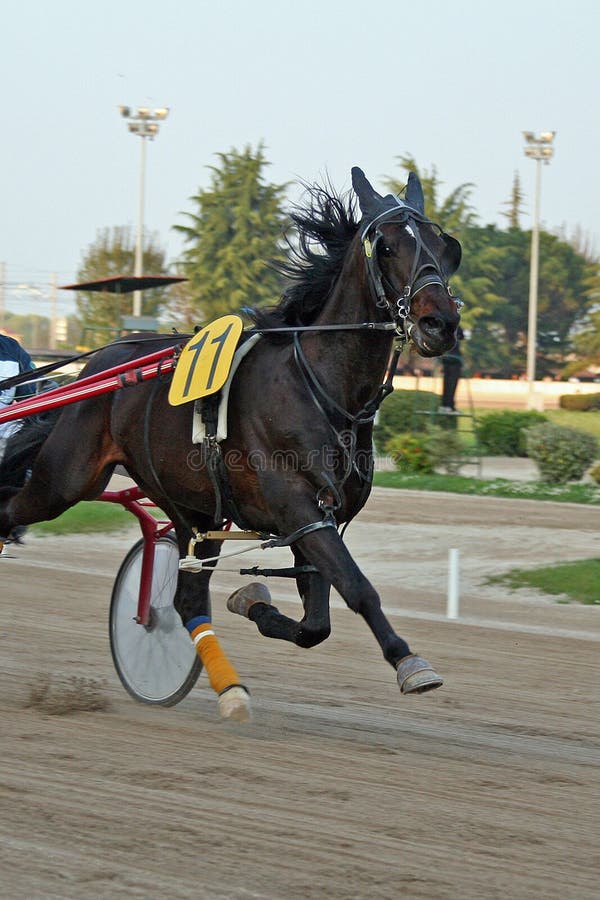 Horse racing winning stock photo. Image of sport, pack - 2465346