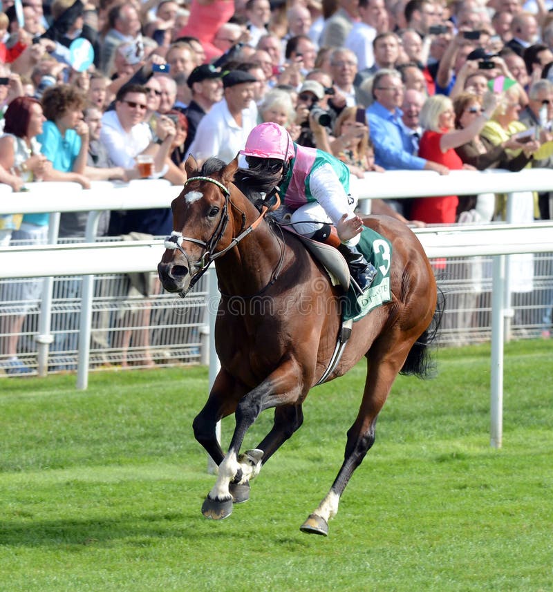 Close Up of Thoroughbred Horse Stock Photo - Image of gamble, blanket ...