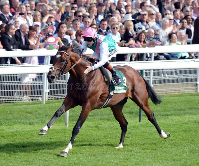 Closeup Of A Horse Head With Detail On The Eye And On Rider Hand ...