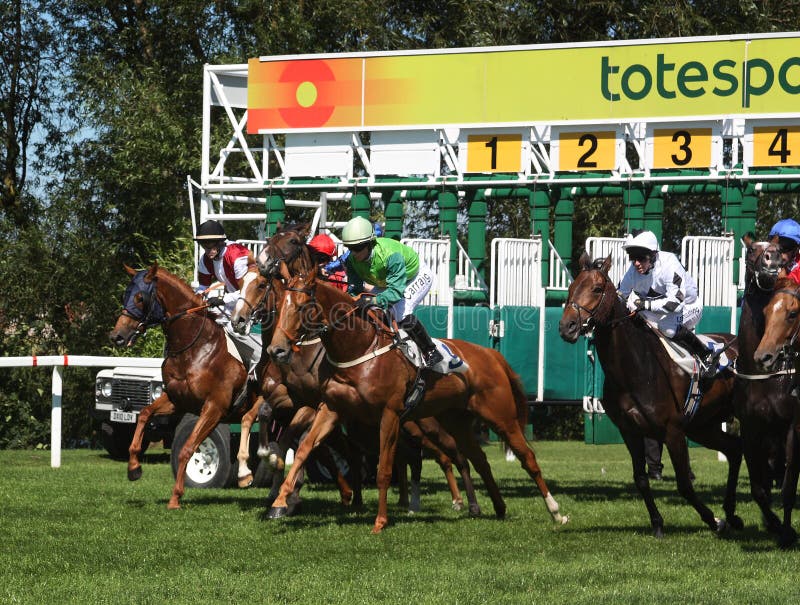 Horse racing start editorial stock photo. Image of gamble - 20073748