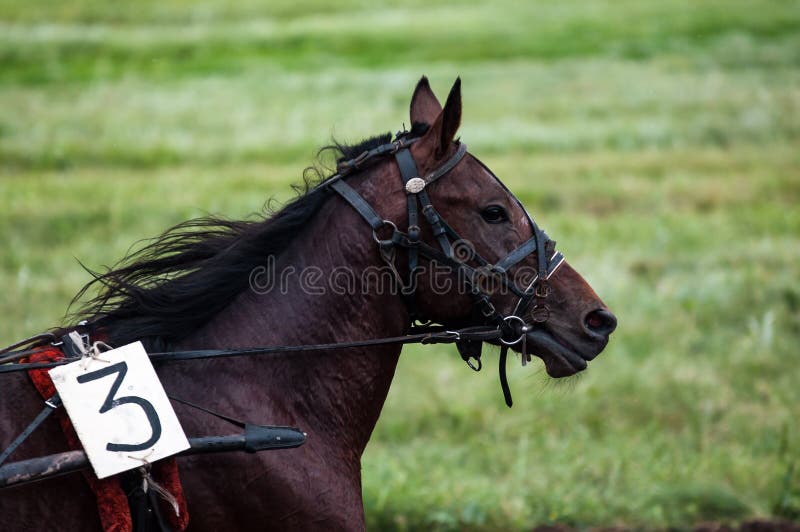 Horse racing stock photo. Image of freedom, farm, power - 55122366