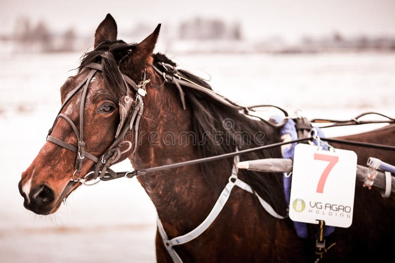 Horse Racing in the Winter on Ice Editorial Stock Photo - Image of ...