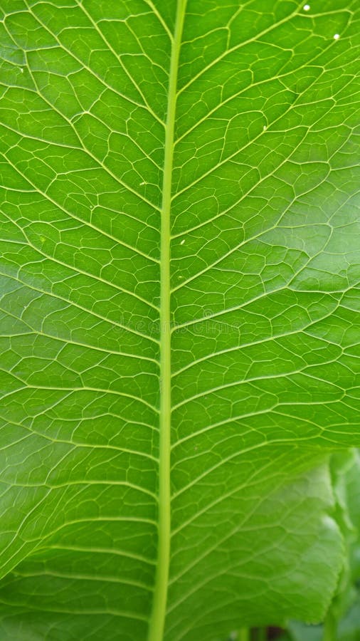 Horse Radish Leaf Back Side Stock Image - Image of dressing, canteen ...