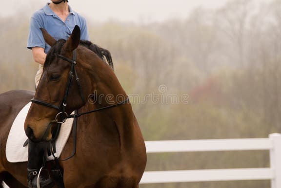 Horse in rain stock image. Image of ring, rain, animal - 23998999
