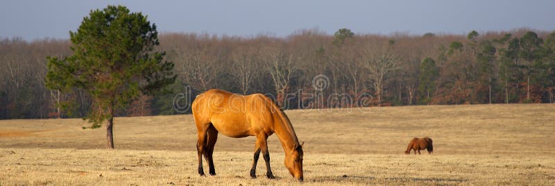 Horse Ranch stock photo. Image of cabin, pond, relaxation - 1739746