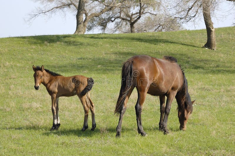 In the horse ranch stock image. Image of mother, livestock - 7175005