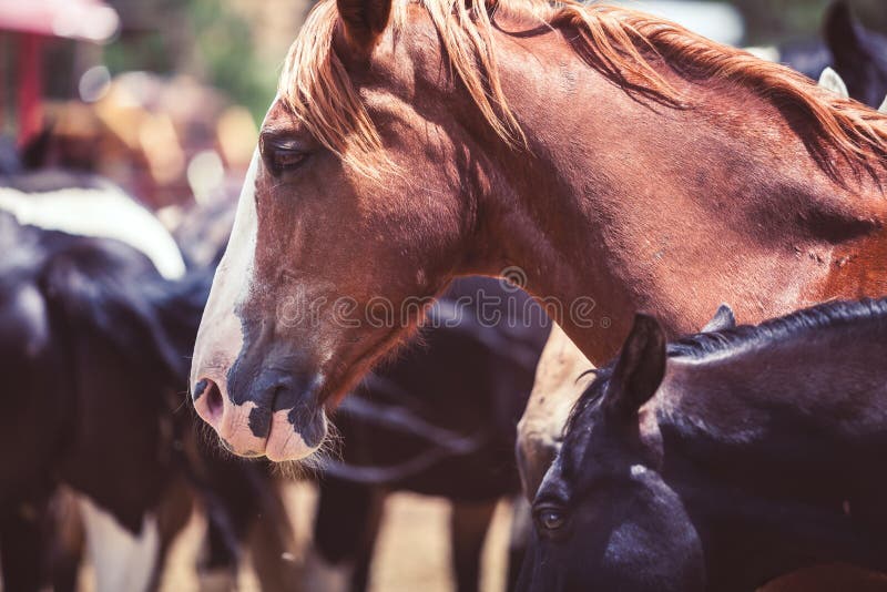 Horse on a ranch stock image. Image of country, outdoor - 117483397