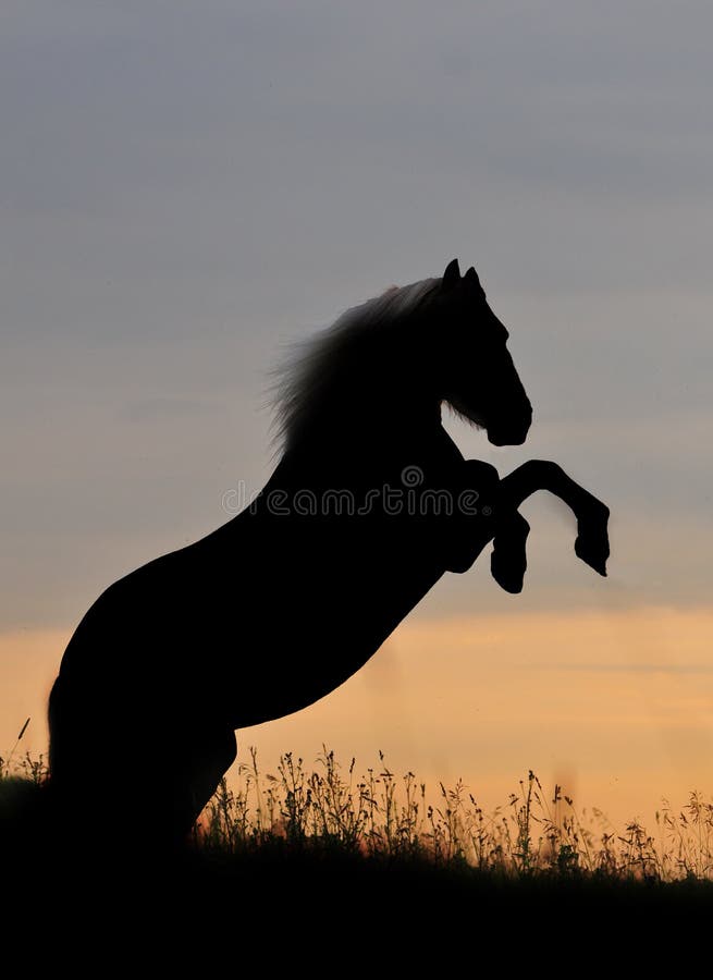 143 Horse Rearing Sunset Stock Photos - Free & Royalty-Free Stock ...