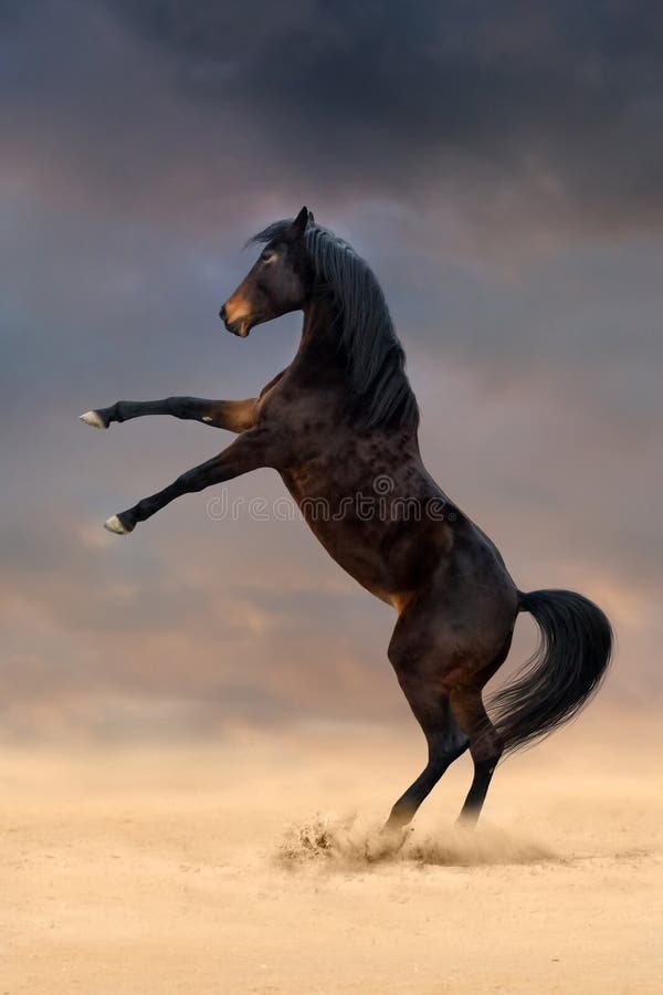 Rearing Andalusian Wallpaper