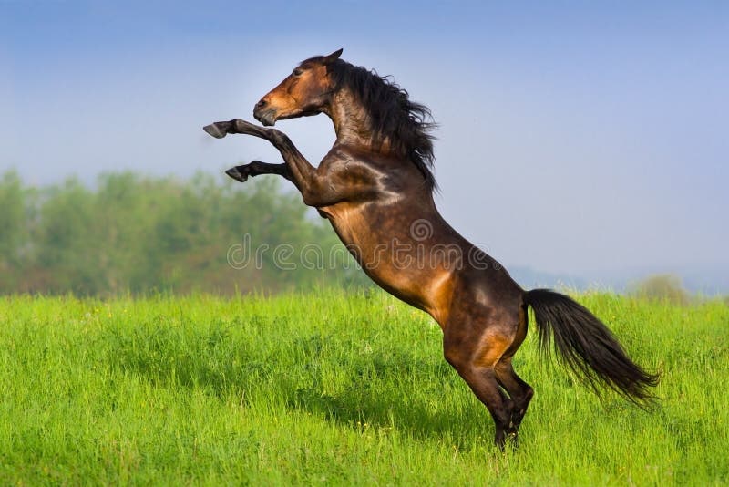 Horse rearing up stock image. Image of stallion, horse - 95655855