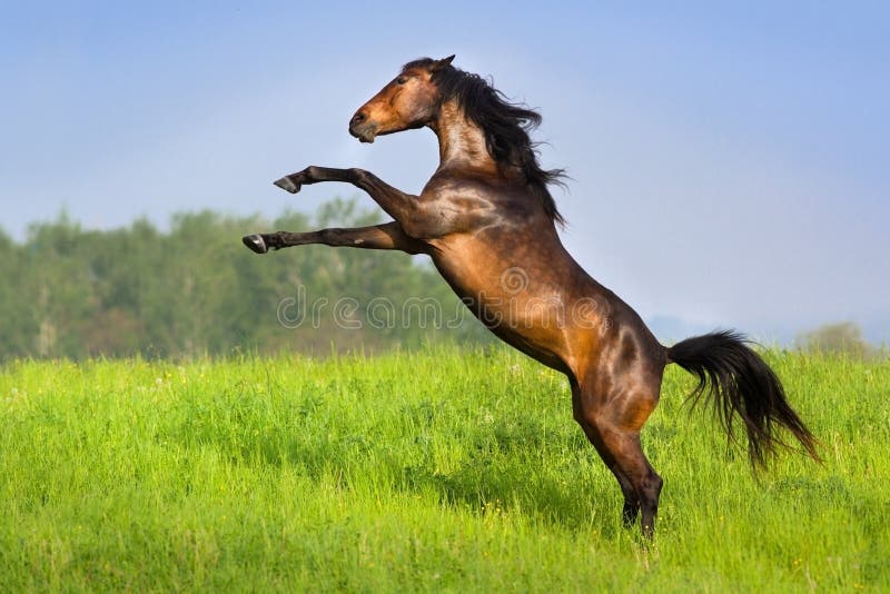 Horse rearing up in water stock photo. Image of happiness - 102146602