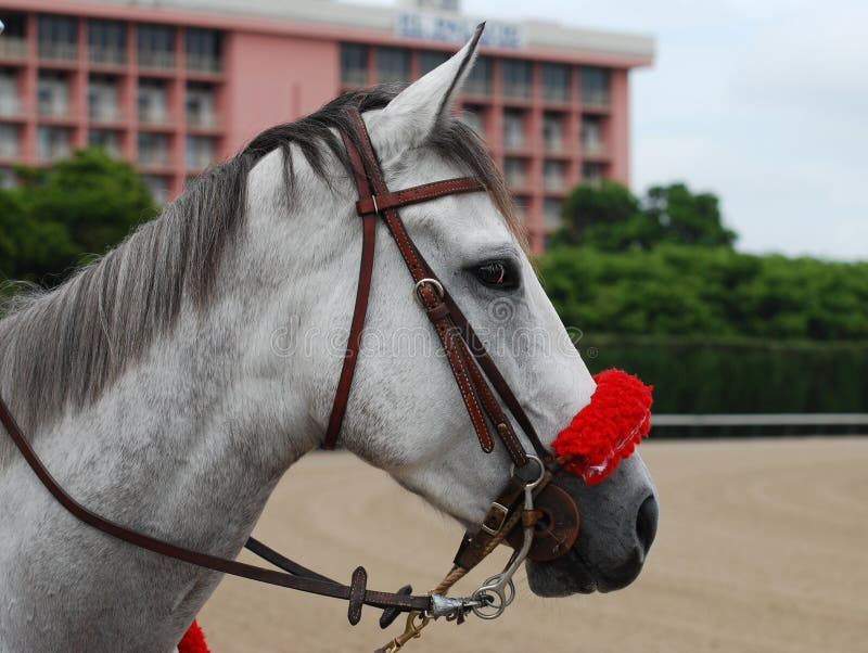 Horse with Red Bridle stock photo. Image of pasture, bridle - 12389194