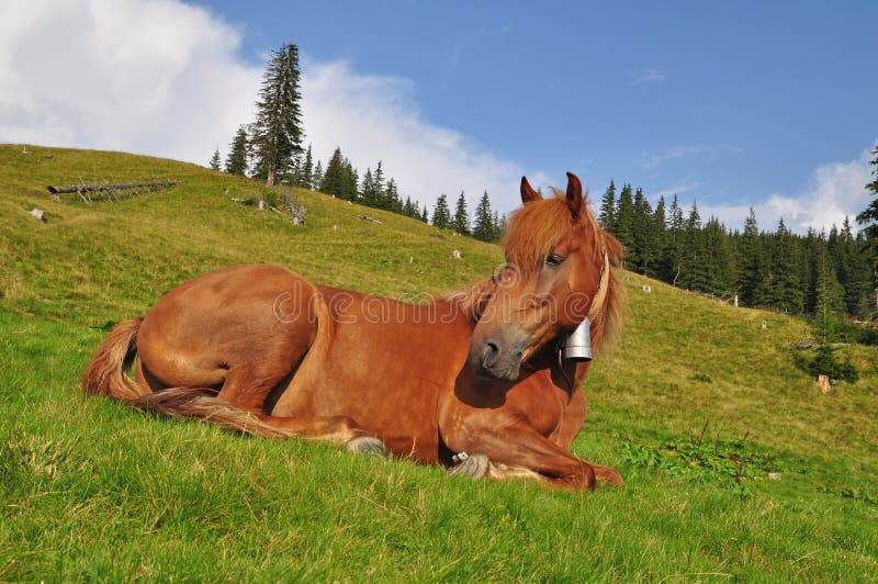 Horse on rest. stock photo. Image of animal, pasture - 15637544