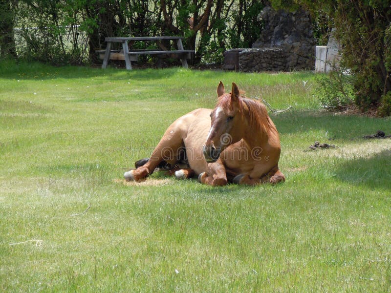 A Horse at Rest stock image. Image of horse, farm, friend - 58723203