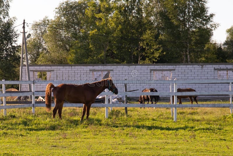 Horse in the Paddock on the Farm Stock Image - Image of trees, fence ...