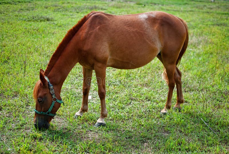 Horse in rice field stock image. Image of plant, blue - 42488519
