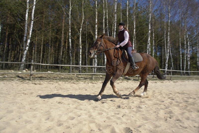 Horse rider stock image. Image of standing, horse, stirrup - 2231347