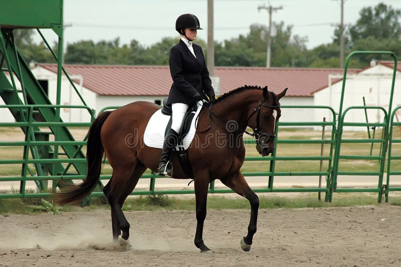 Horse and Rider stock photo. Image of horse, farm, equestrian - 3144240