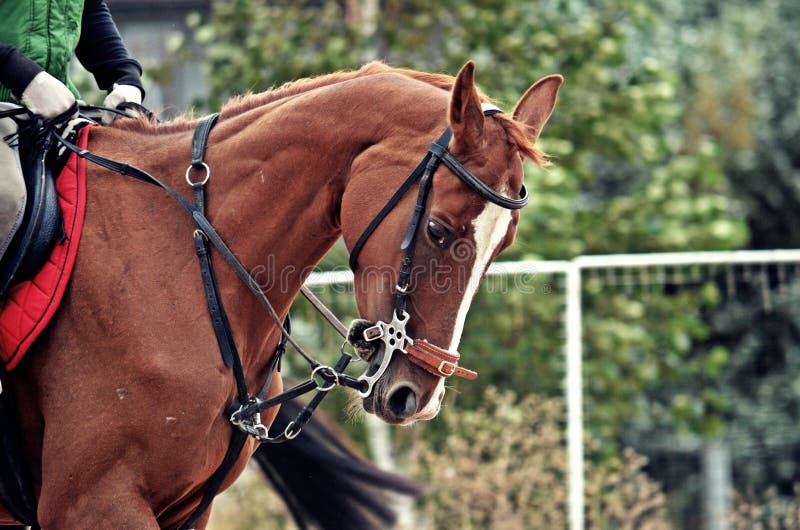 Horse stock photo. Image of horse, running, jumping, equine - 74738472