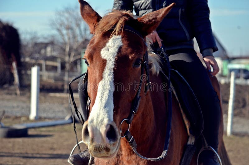 Anna Trotsko (Rhyscake) - Photographer profile